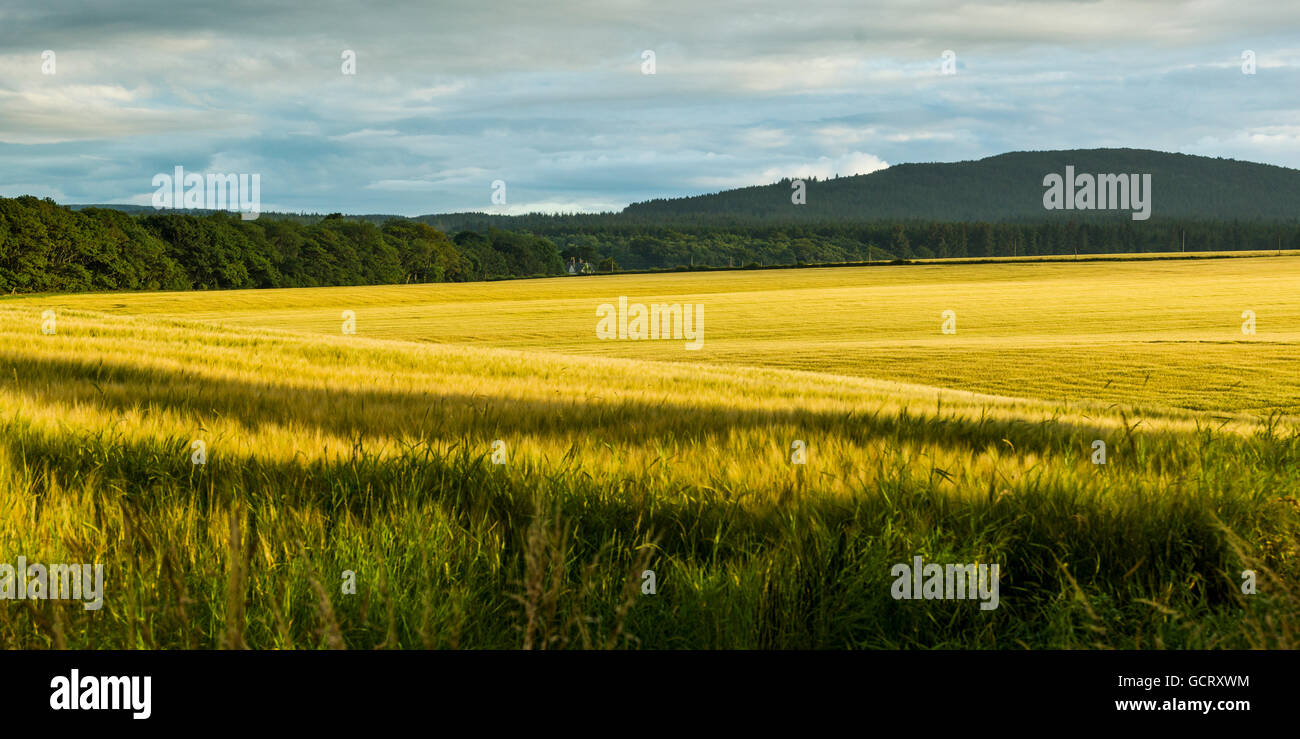 Yellow field with a forest along the edge and a hill in the background ...