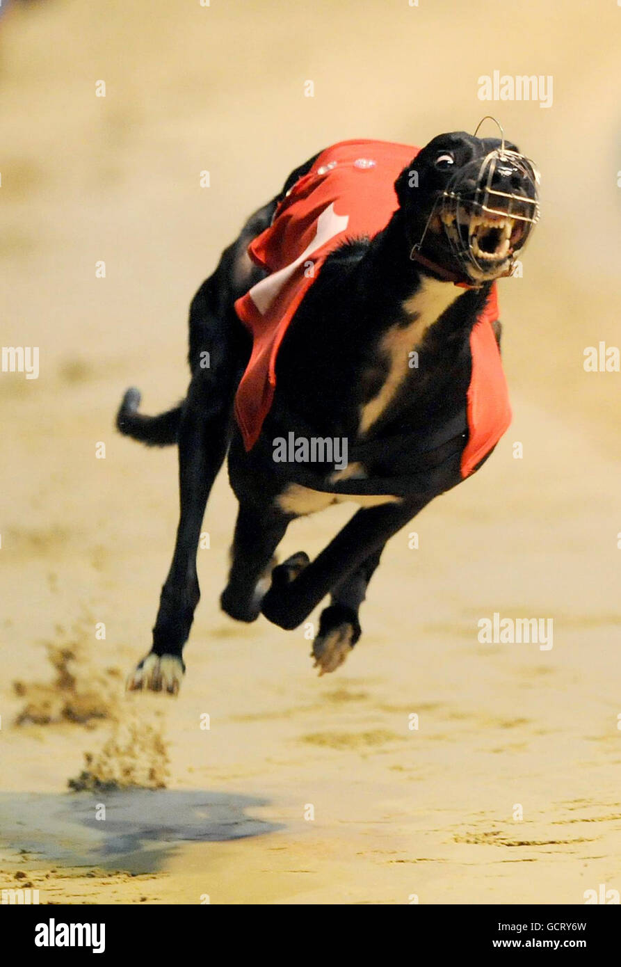 Droopys Bradley goes on to win the Williamhill.com St Leger Final at ...