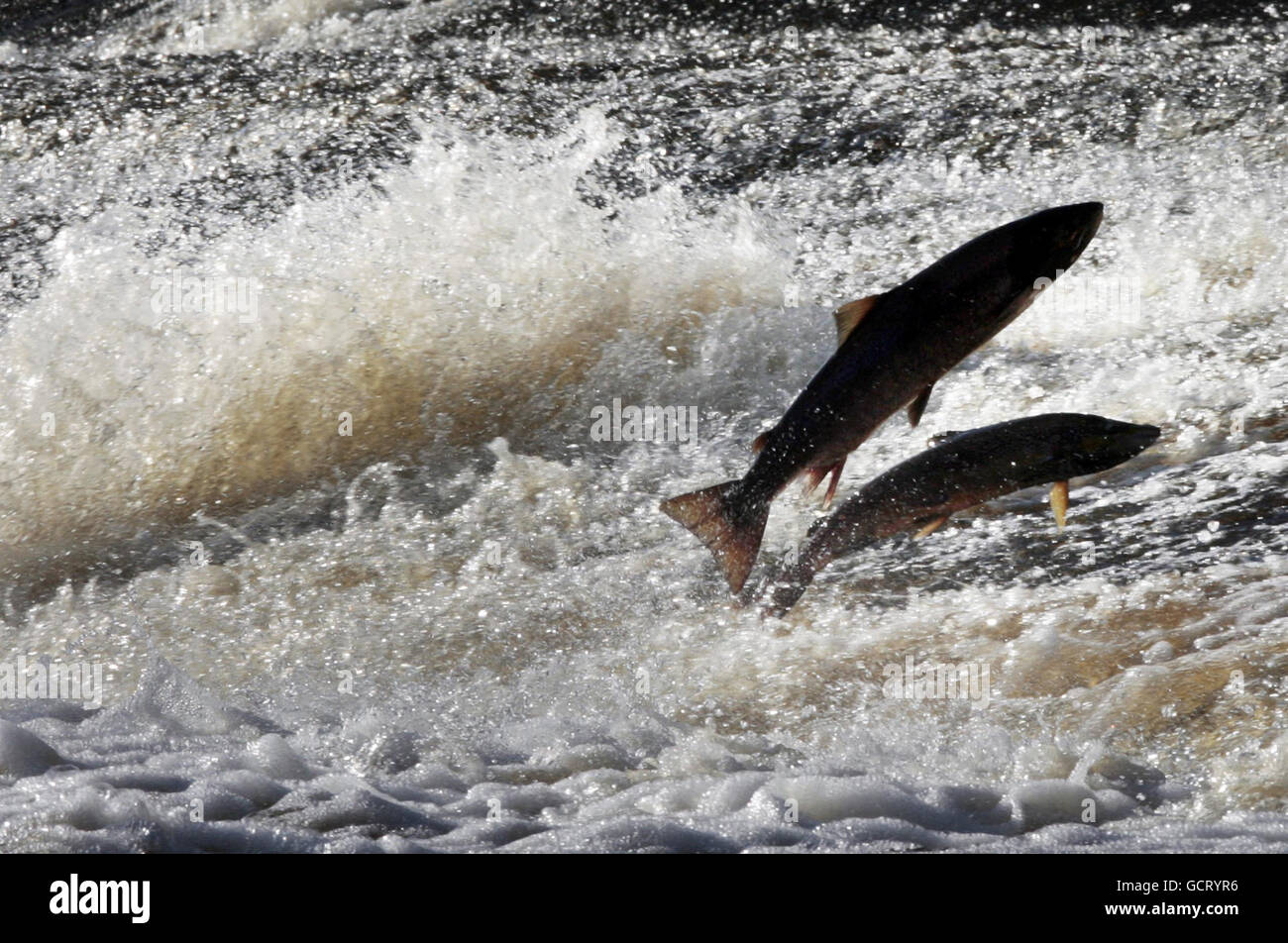 Environment salmon standalone hi-res stock photography and images - Alamy