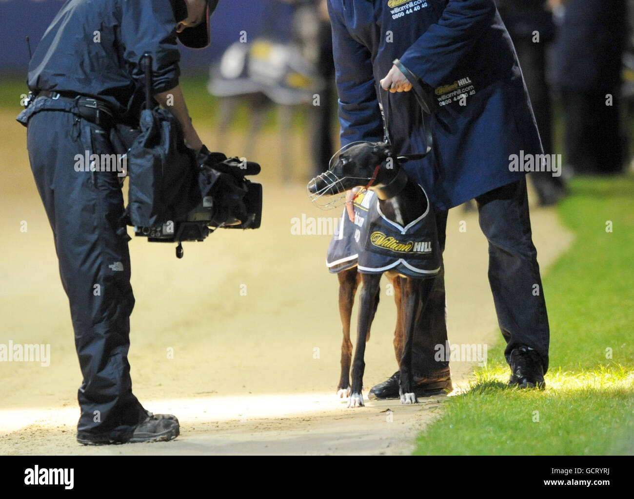 Greyhound racing at Wimbledon greyhound stadium, London Stock Photo - Alamy