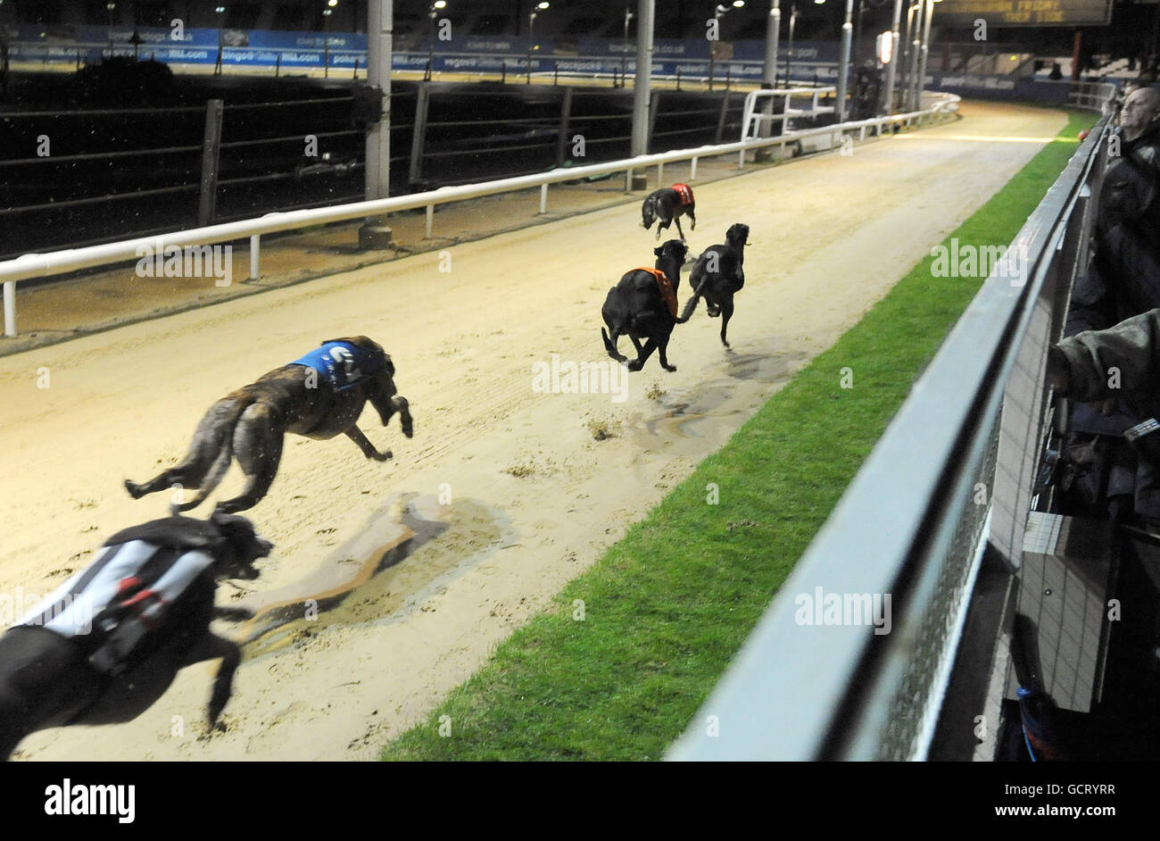 Greyhound racing at Wimbledon greyhound stadium, London Stock Photo - Alamy