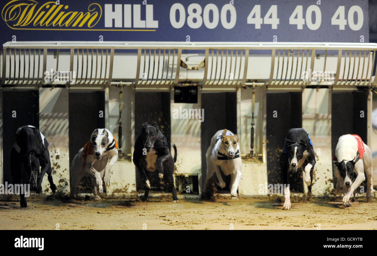 Greyhound racing at Wimbledon greyhound stadium, London Stock Photo - Alamy