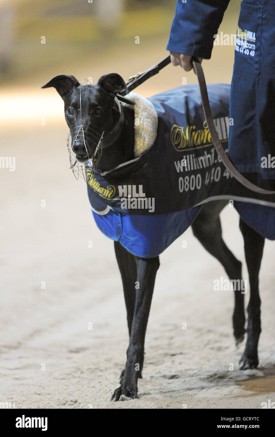 Greyhounds - Williamhill.com St. Leger Final - Wimbledon Greyhound ...