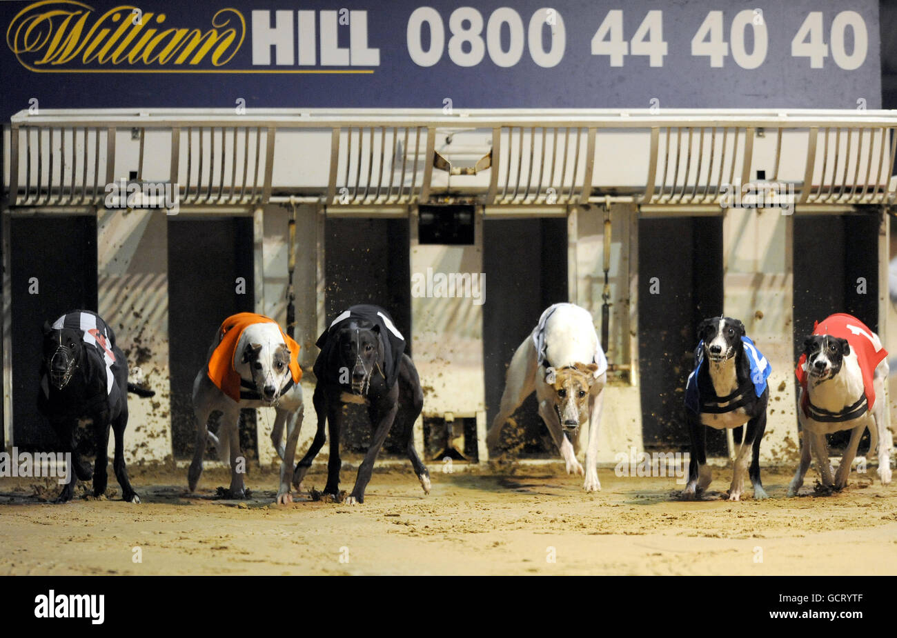 Starting trap for greyhounds hi-res stock photography and images - Alamy