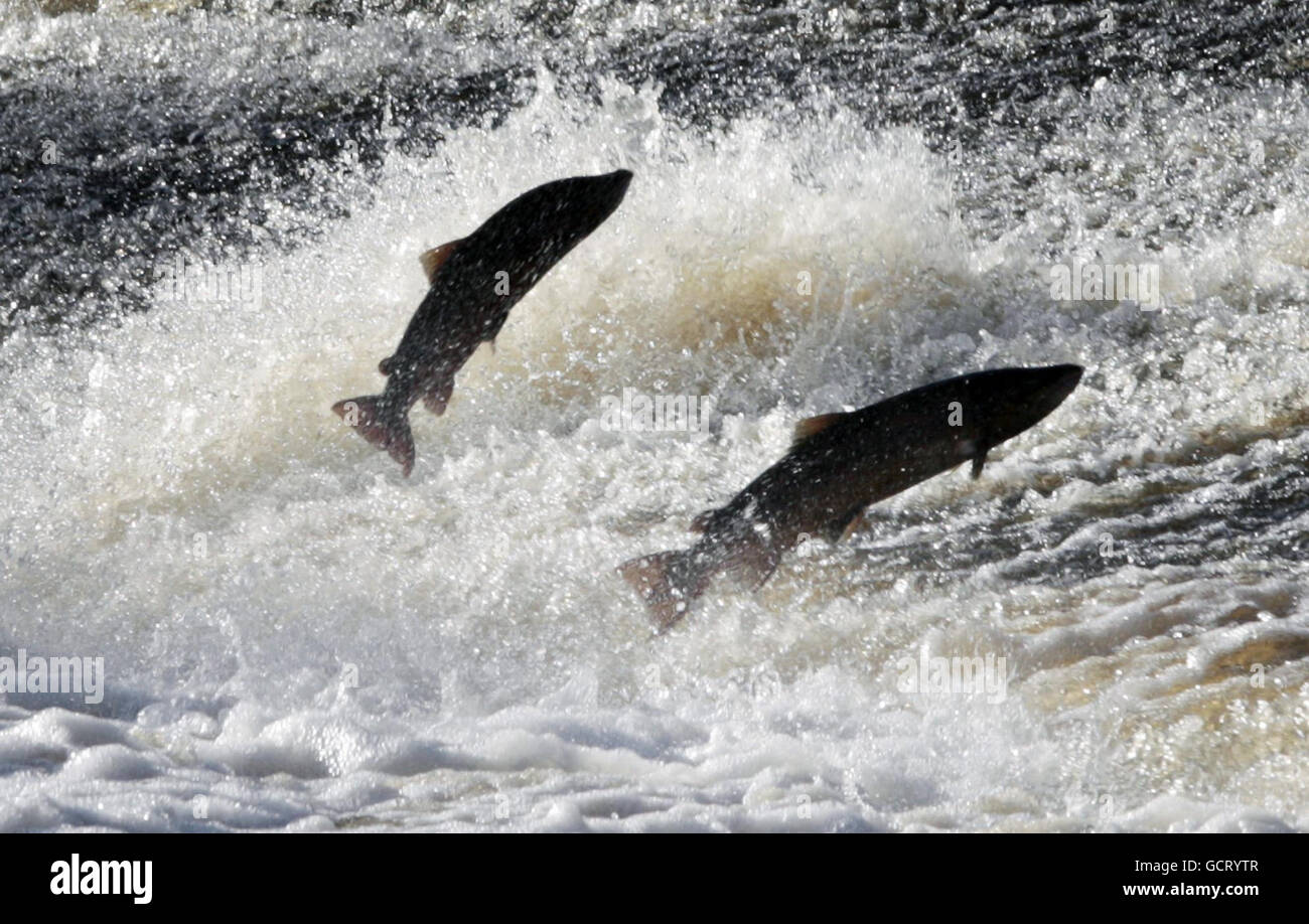 Environment salmon standalone hi-res stock photography and images - Alamy