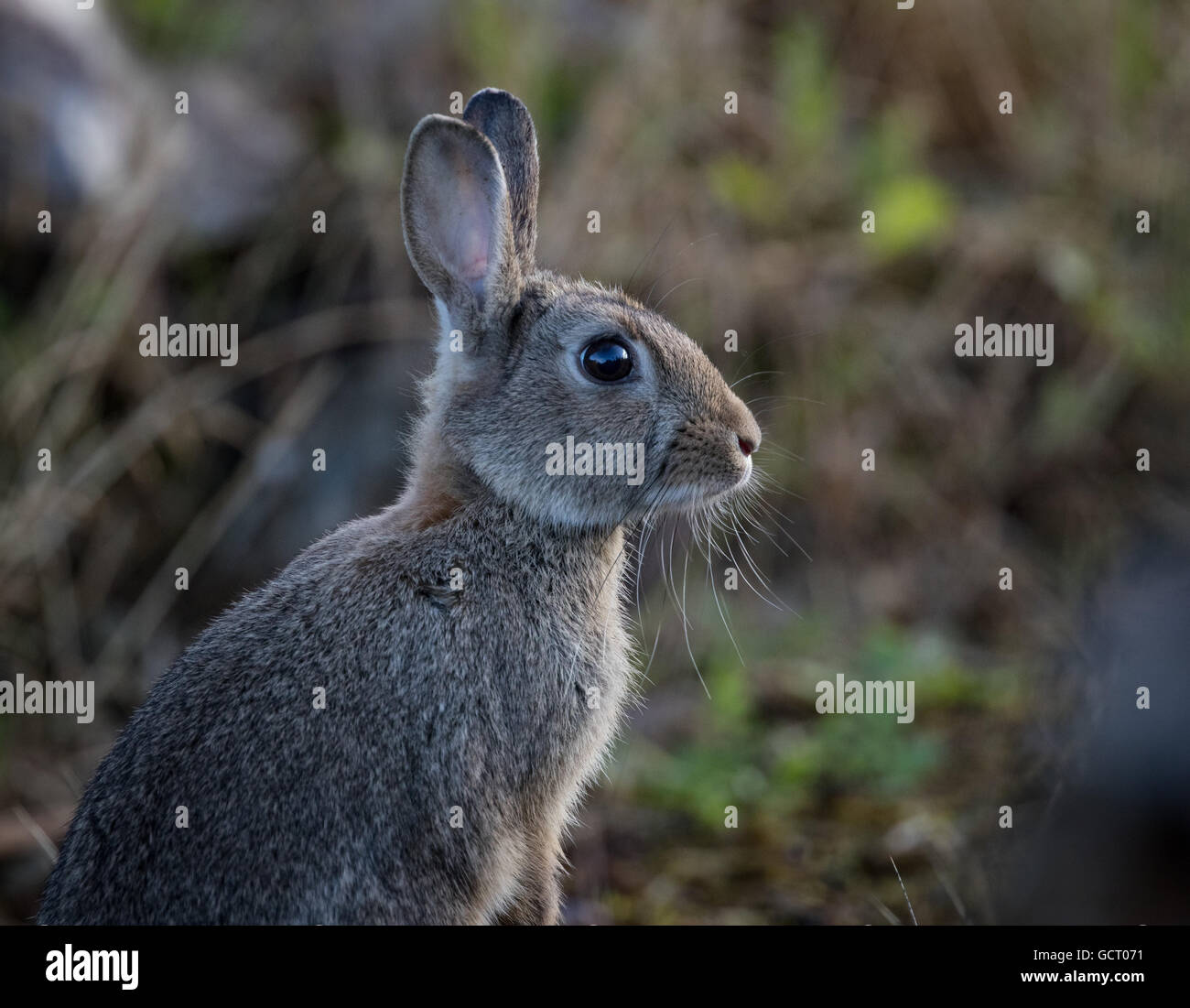 Rabbit ears plant hi-res stock photography and images - Alamy