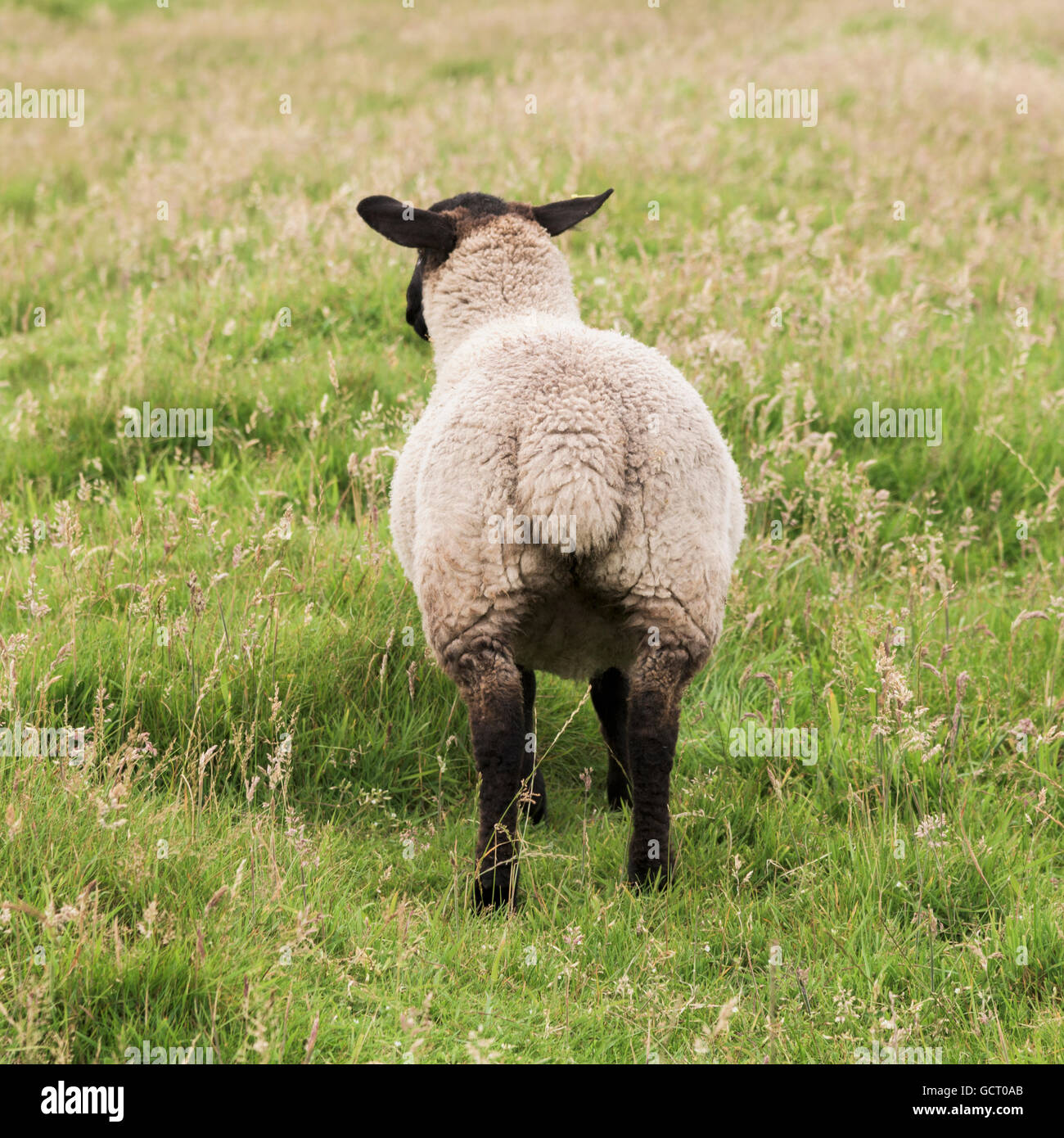 The rear of a sheep standing in a grass field; John O'Groats, Scotland ...