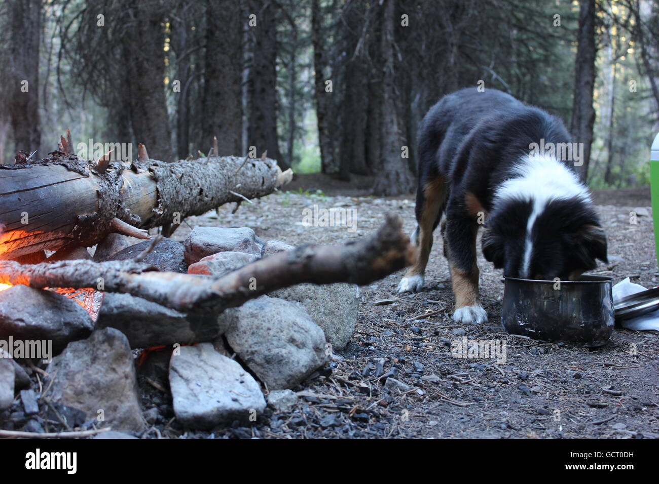A puppy licks a campfire cooking pot clean near campsite Stock Photo ...
