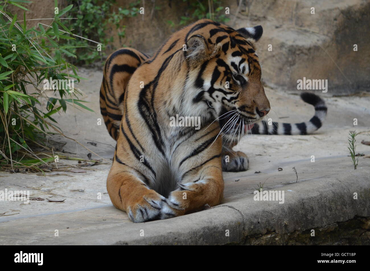 Growling Tiger High Resolution Stock Photography and Images - Alamy