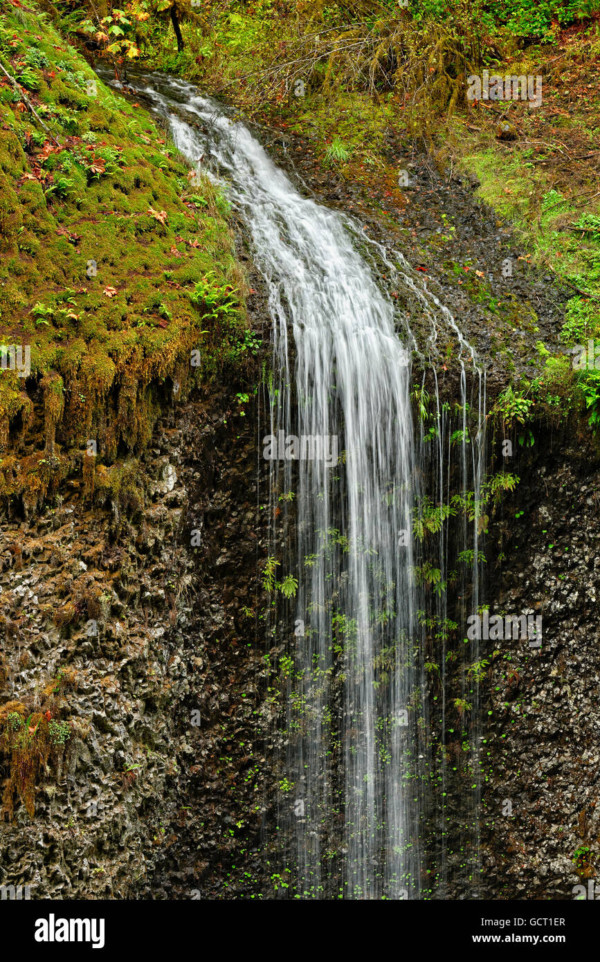 Unknown waterfall, Silver Falls State Park Stock Photo - Alamy