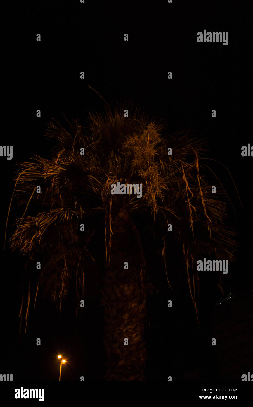 Tree dim hi-res stock photography and images - Alamy