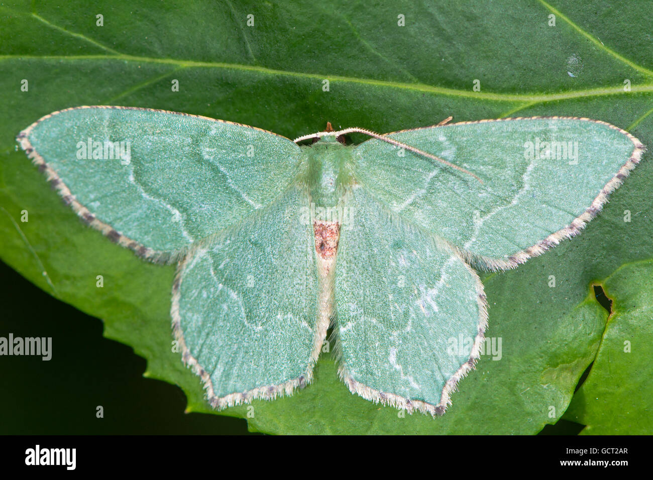 Common emerald moth (Hemithea aestivaria) at rest on leaf. Camouflaged ...