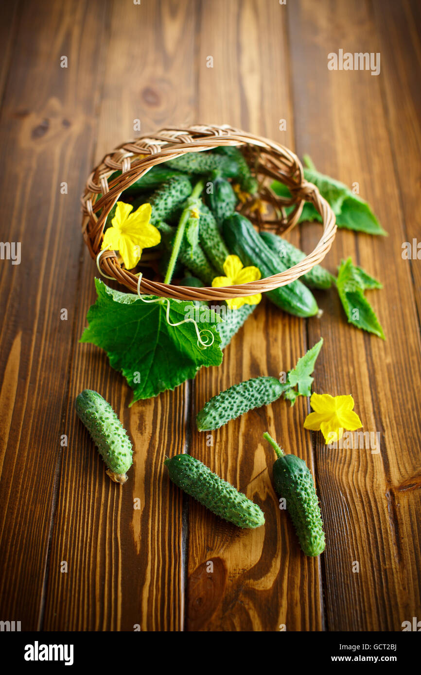 fresh organic cucumbers Stock Photo - Alamy