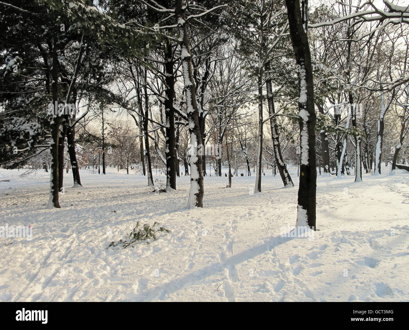 Trees with shadows hi-res stock photography and images - Alamy