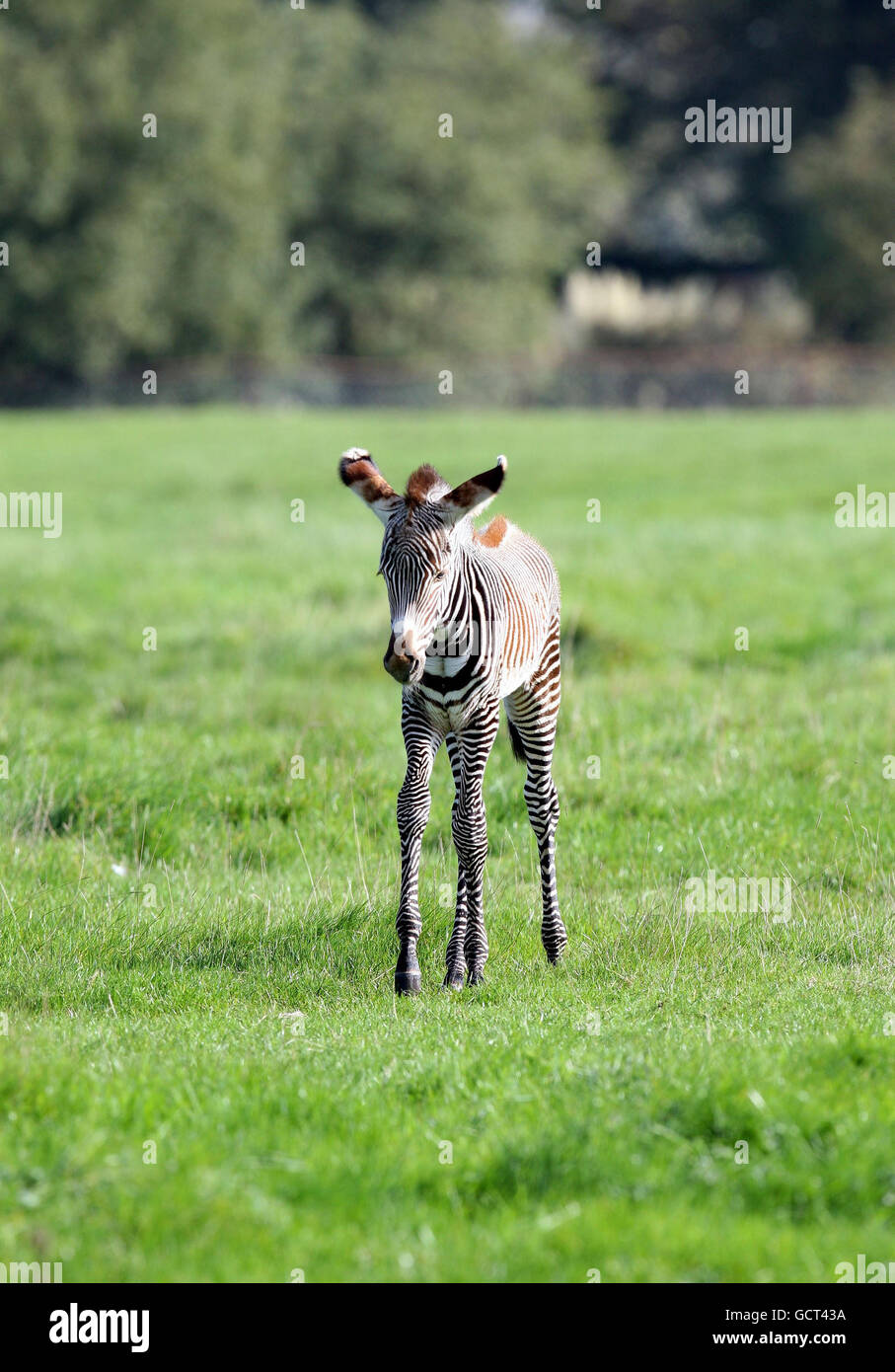 Zebra foal born at Whipsnade. A zebra foal, born on Friday October 8th ...