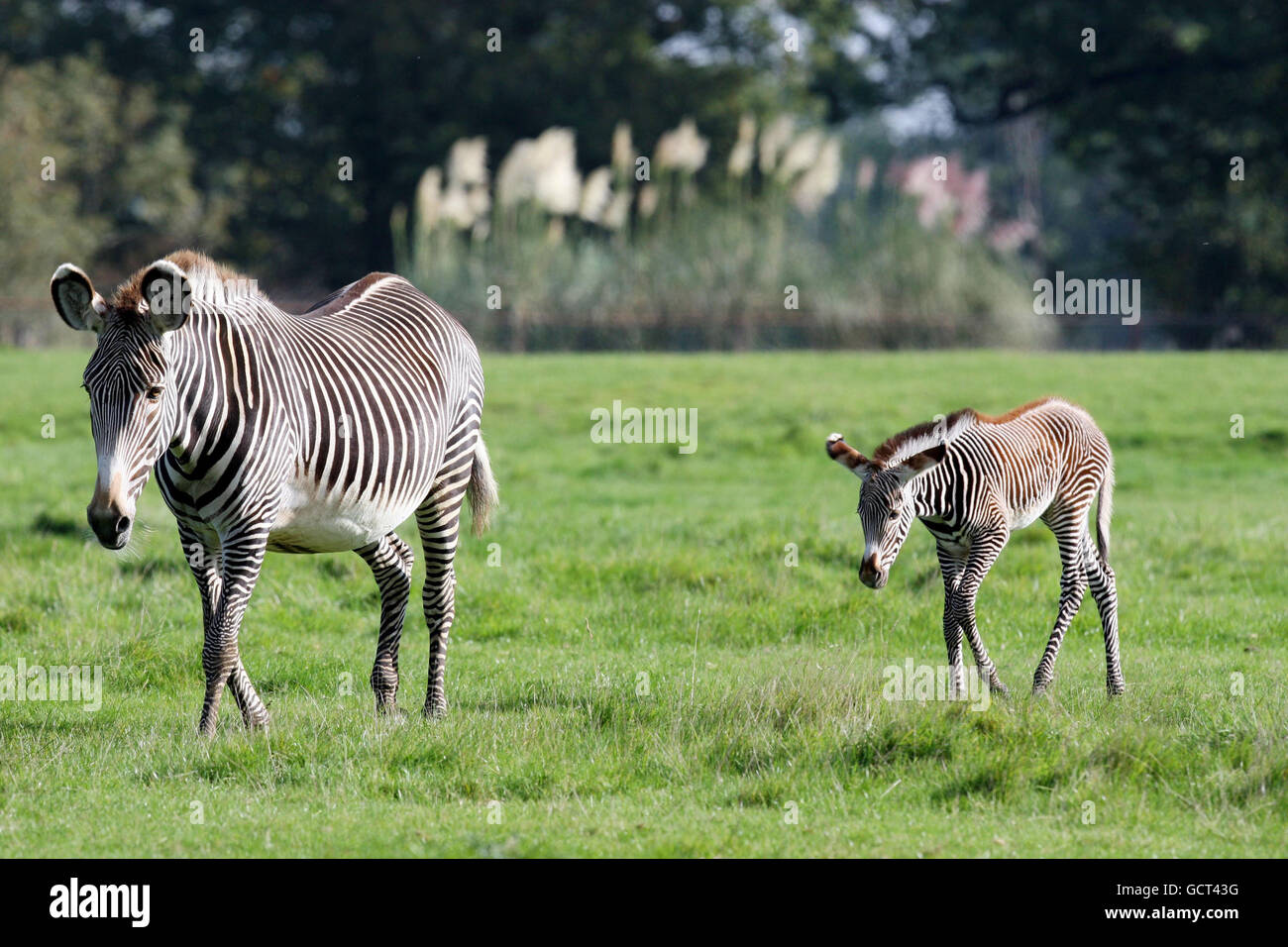 Zebra foal born at Whipsnade. A zebra foal, born on Friday October 8th ...