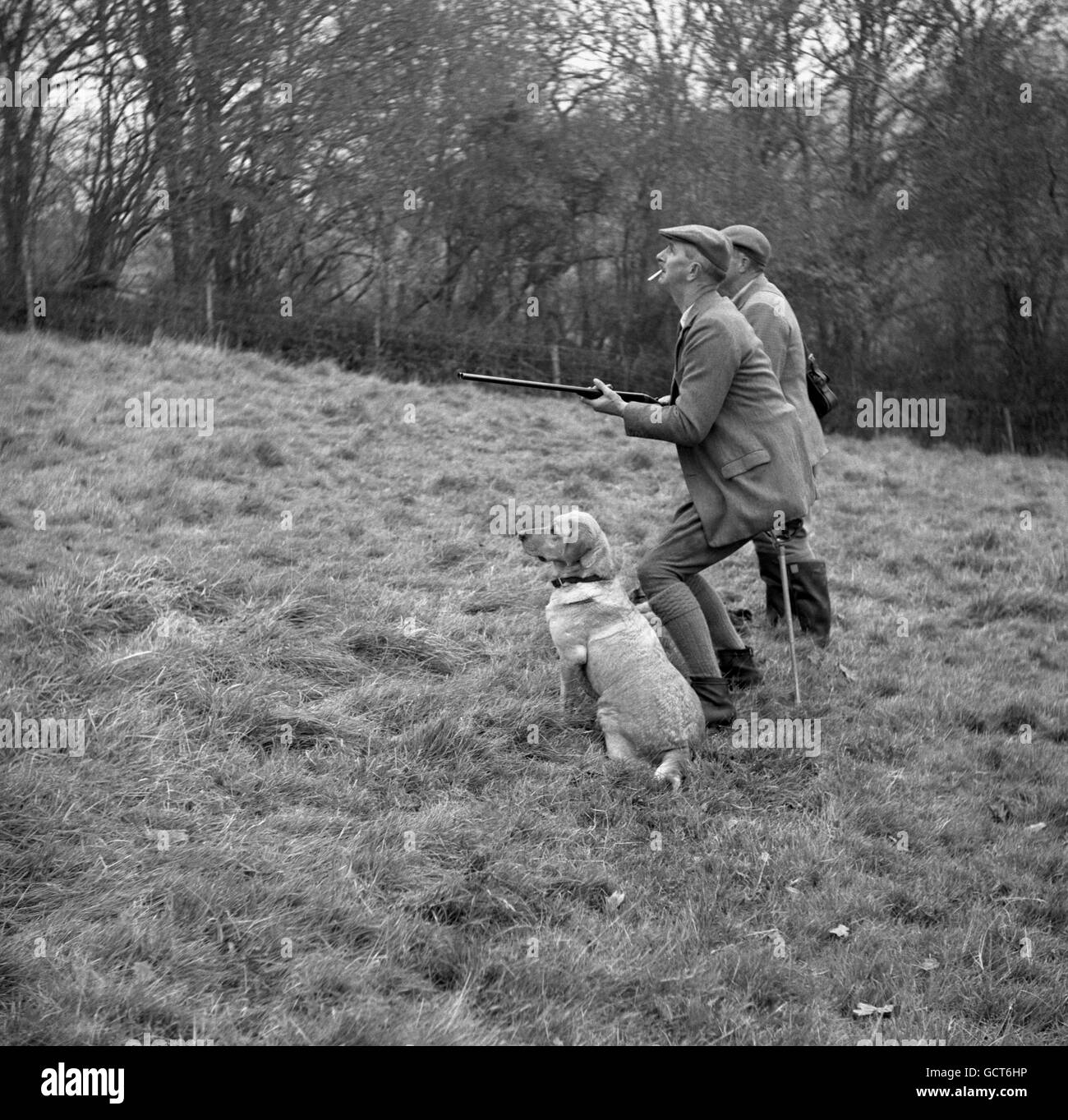 Shooting - Game Birds - Affeton Castle Stock Photo - Alamy