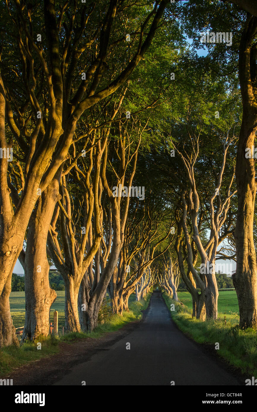 Early morning sunlight on the 'Dark Hedges' - an avenue of ancient ...