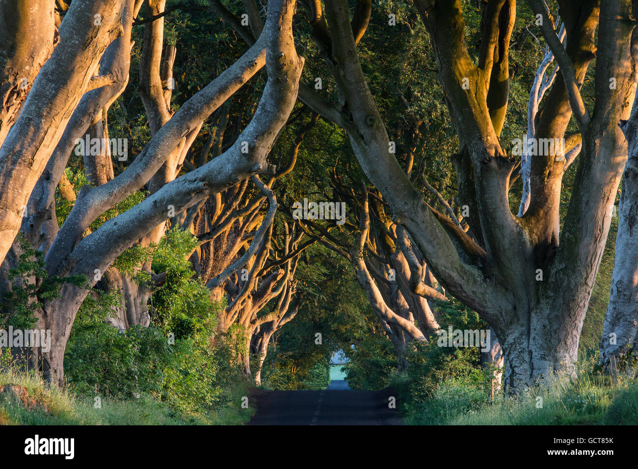 Ancient tree northern ireland hi-res stock photography and images - Alamy