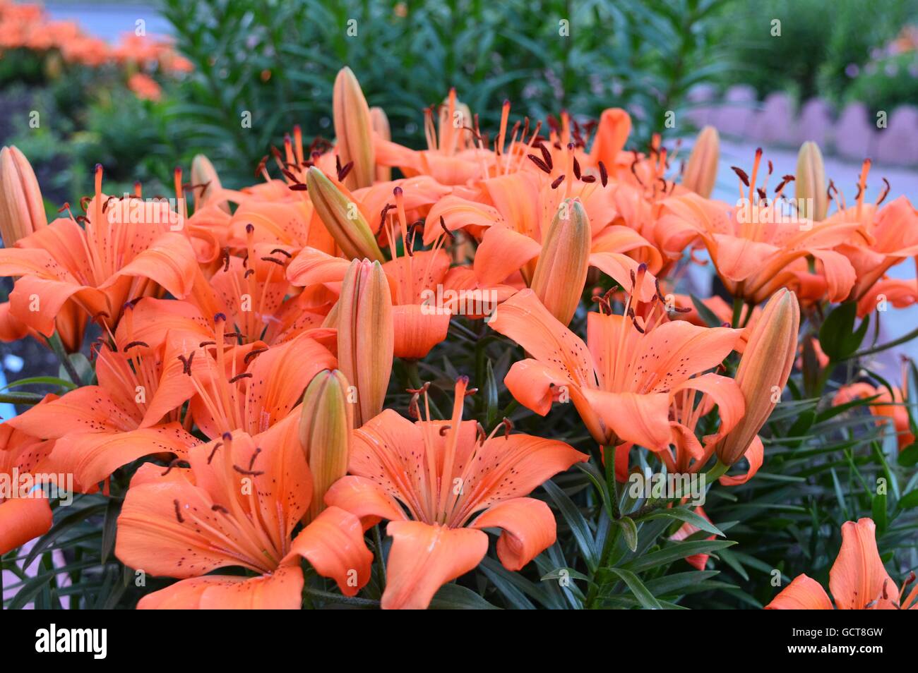 Buds of tiger lily Stock Photo - Alamy