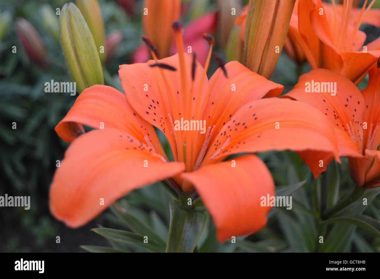 Bud of tiger lily closeup Stock Photo - Alamy
