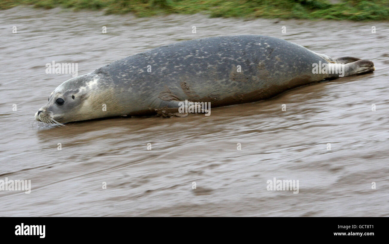 A rescued Seal pup slides down the bank of the River Nene after being ...