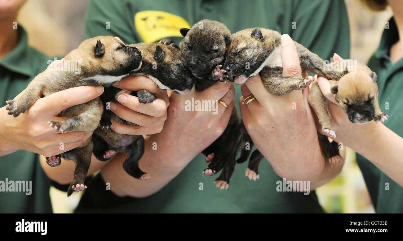 Leeds dogs trust hi-res stock photography and images - Alamy