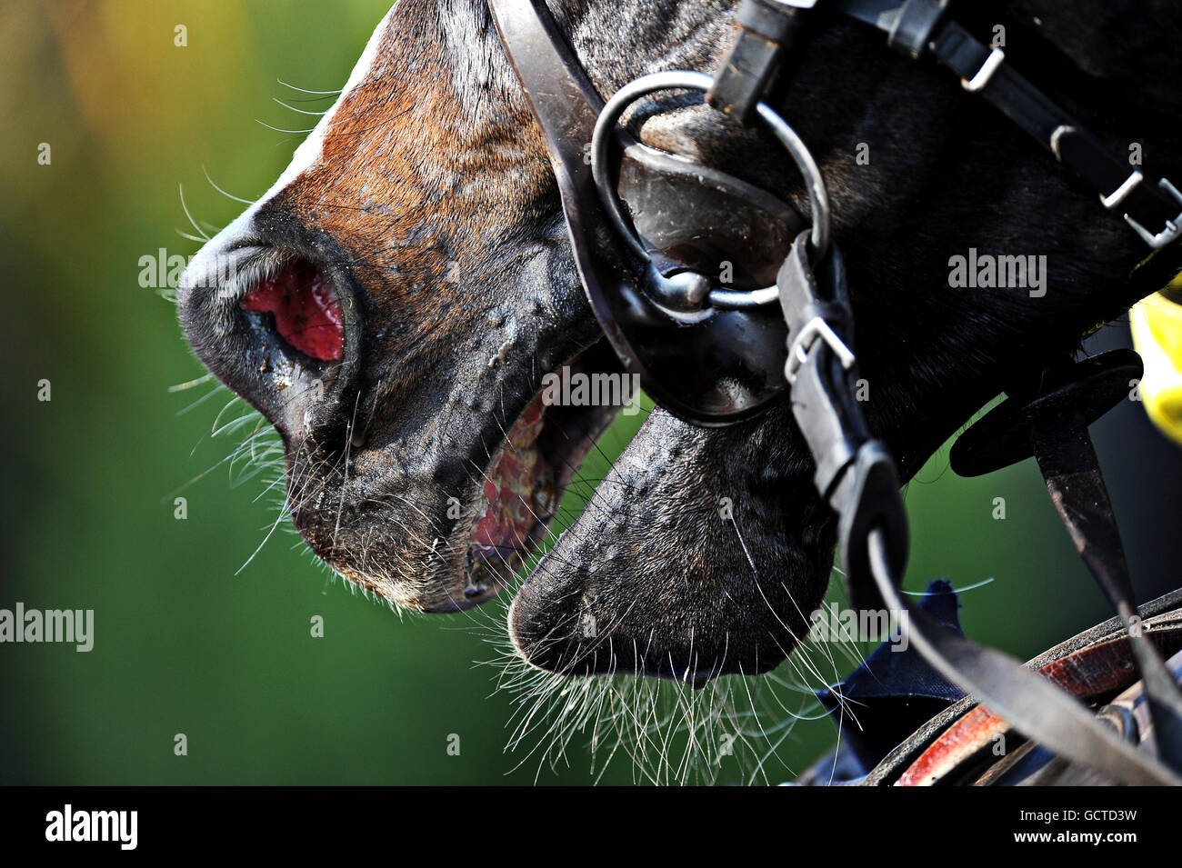 Horse racing weatherbys jump meeting kempton park hi-res stock ...