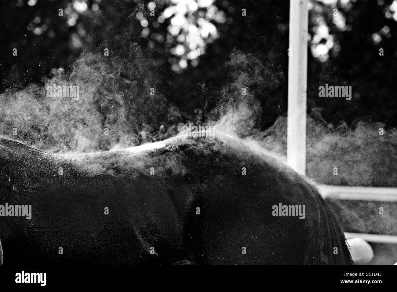 Horse Racing - Weatherbys Jump Meeting - Kempton Park. Steam rises of a ...