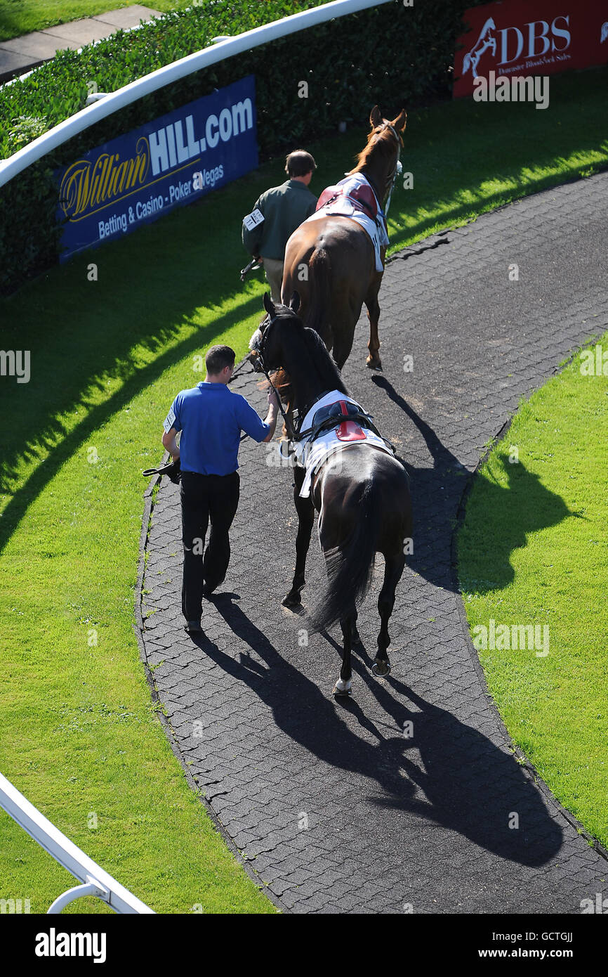 Horse Racing - Kempton Park. Horse's in the Parade Ring Stock Photo - Alamy