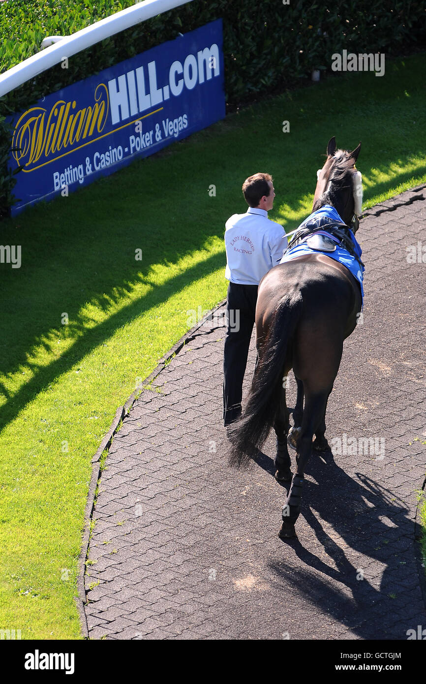 Horse Racing - Kempton Park. A Horse in the Parade Ring Stock Photo - Alamy