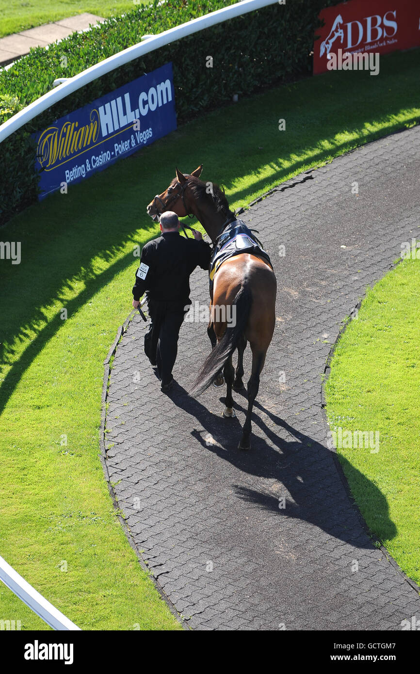Horse Racing, Kempton Park. A Horse in the Parade Ring Stock Photo - Alamy