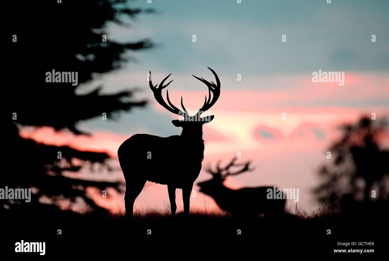 A stag in Wollaton Park, Nottingham, during the annual autumn rutting ...
