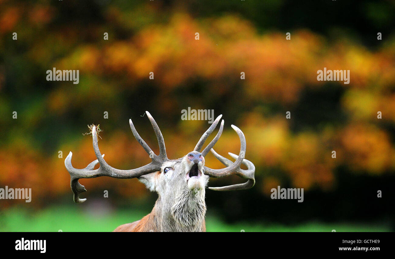 A stag in Wollaton Park, Nottingham, during the annual autumn rutting ...