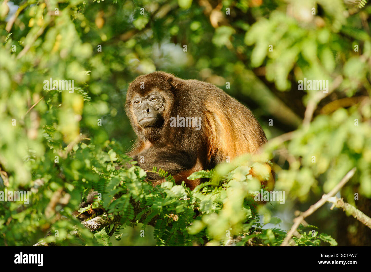 Howler monkey in jungle hi-res stock photography and images - Alamy