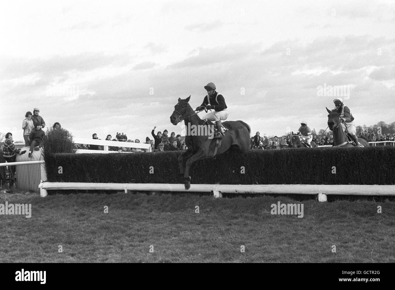 Silver buck horse hi-res stock photography and images - Alamy