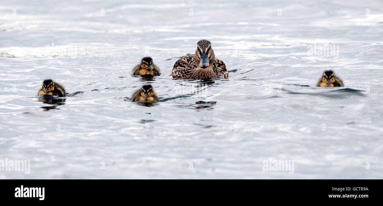 A mallard keeps an eye on her unseasonal brood of ducklings, hatched at ...