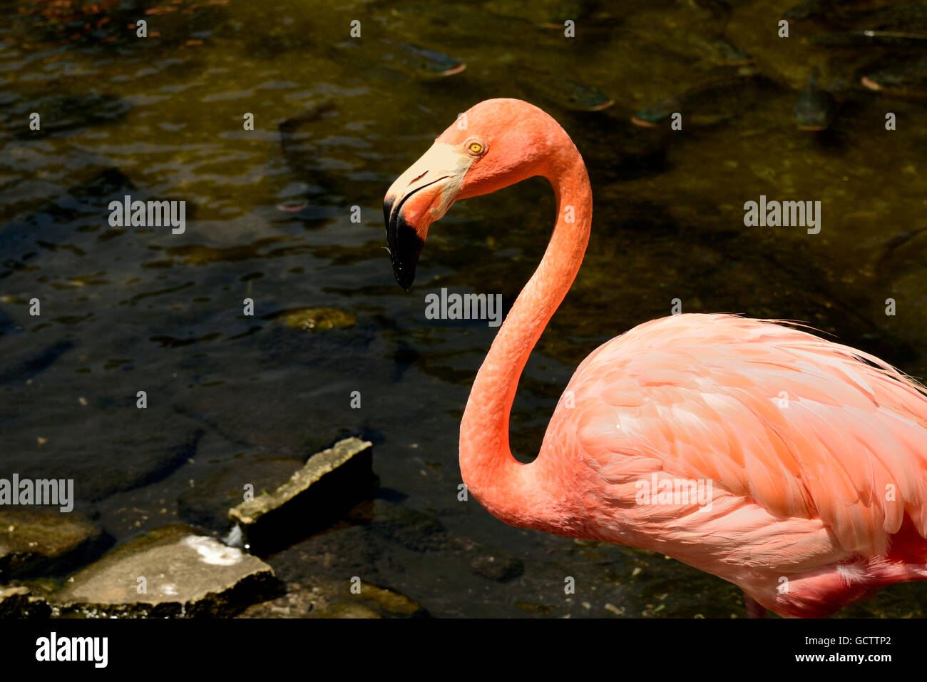 Flamingo nature hi-res stock photography and images - Alamy