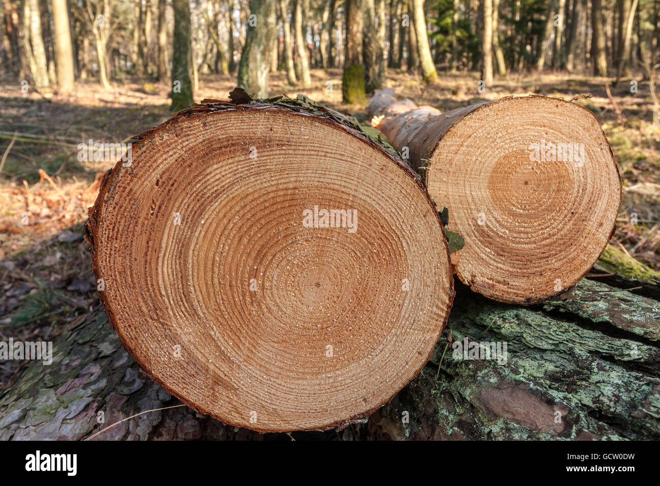 Cut trees in the forest. Visible tree rings Stock Photo - Alamy