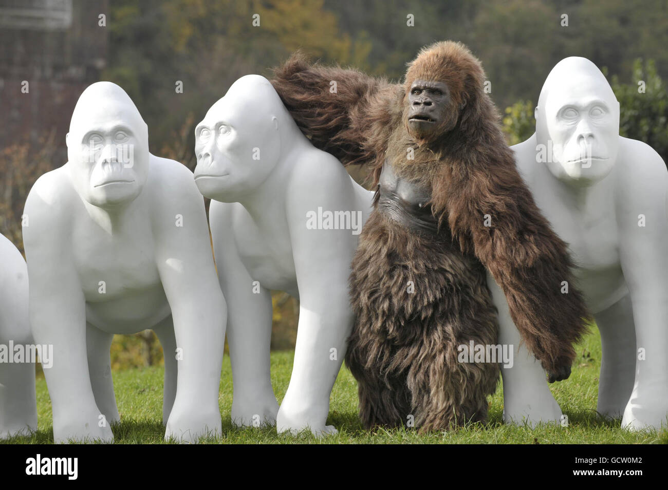 Jambo, the life-like, interactive, animatronics gorilla, created by ...