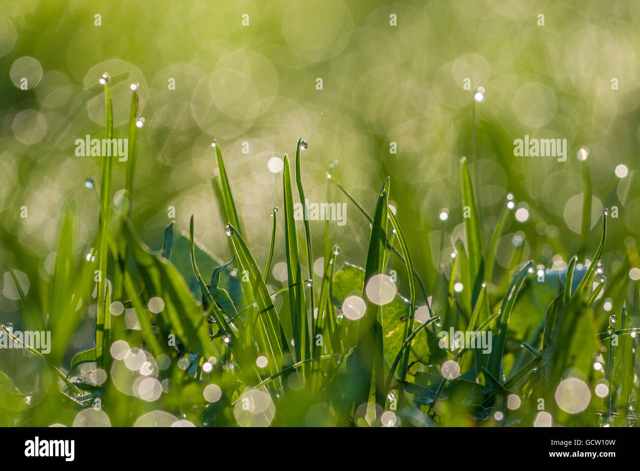 Dew on the grass in the morning Stock Photo - Alamy