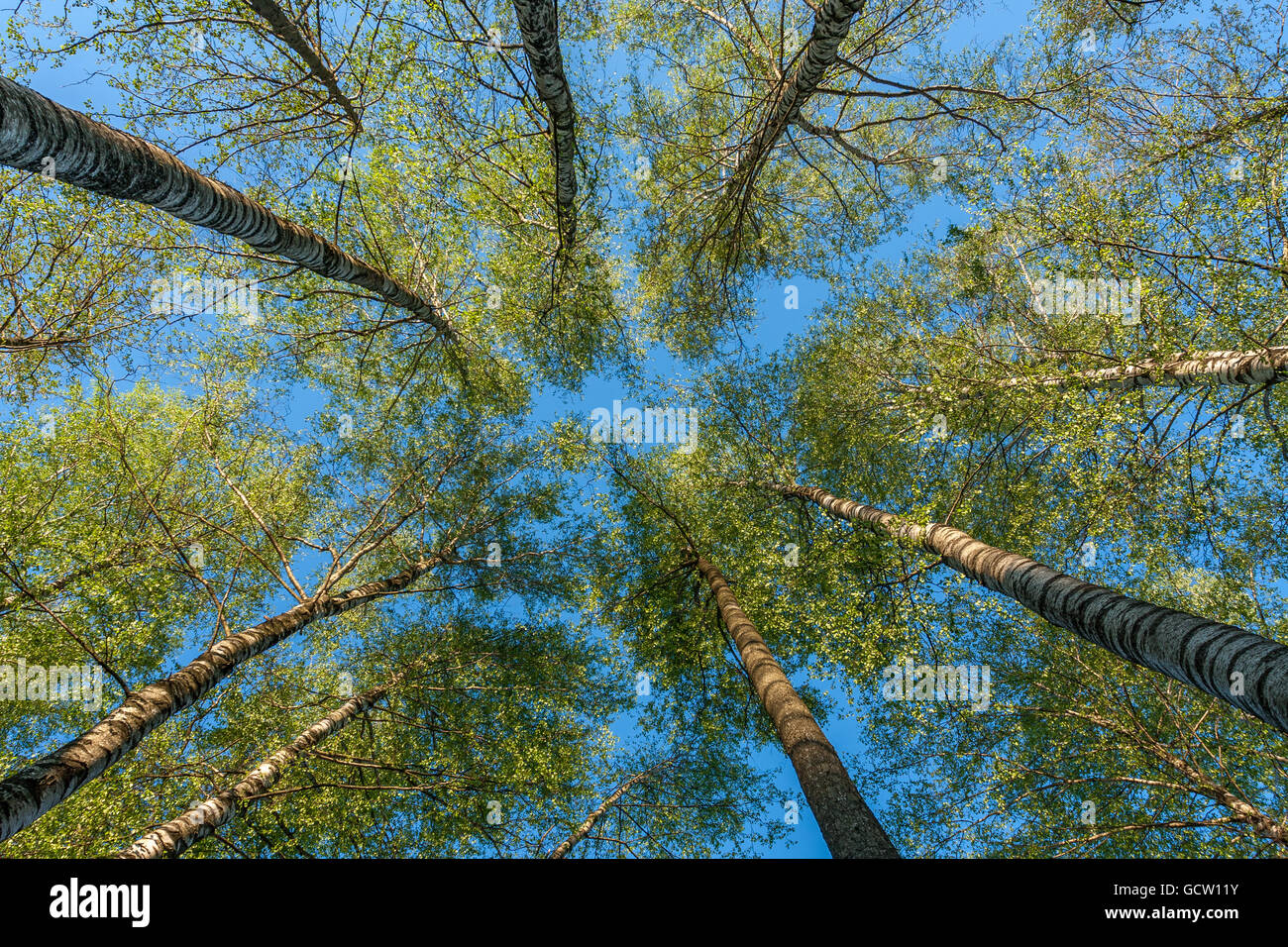 Trees in the forest - the crown of leaves against the sky Stock Photo ...