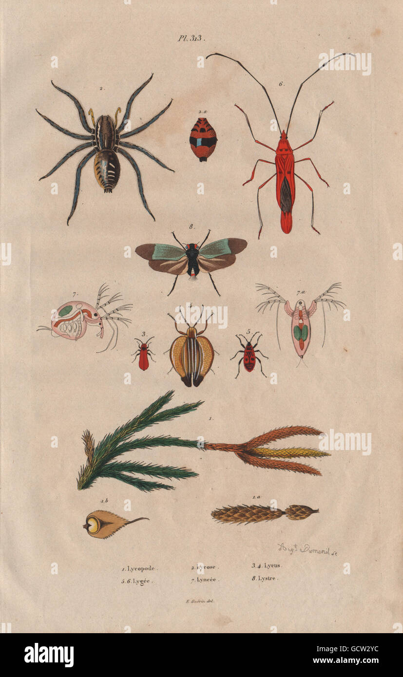 Lynceus High Resolution Stock Photography and Images - Alamy