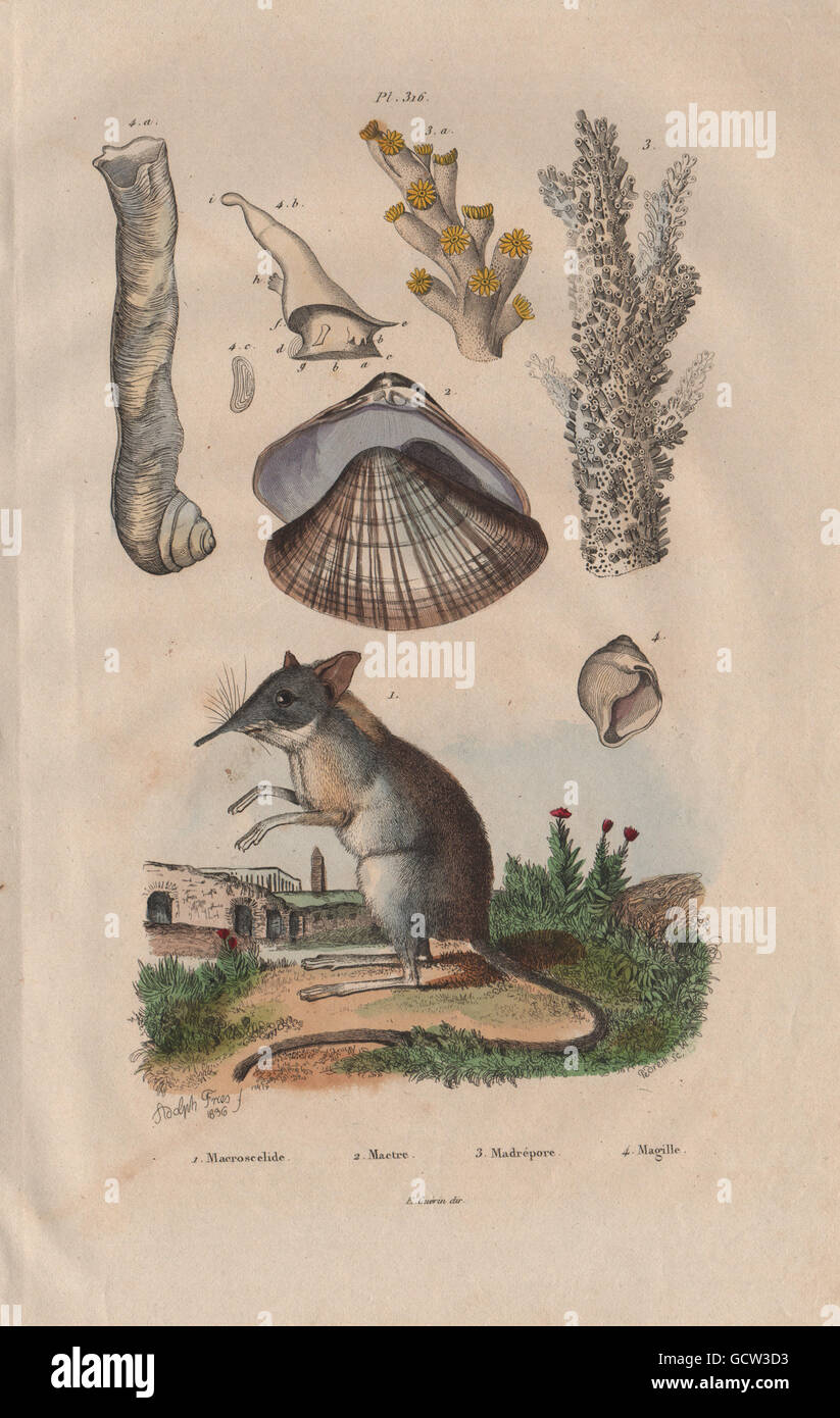 Magilus High Resolution Stock Photography and Images - Alamy