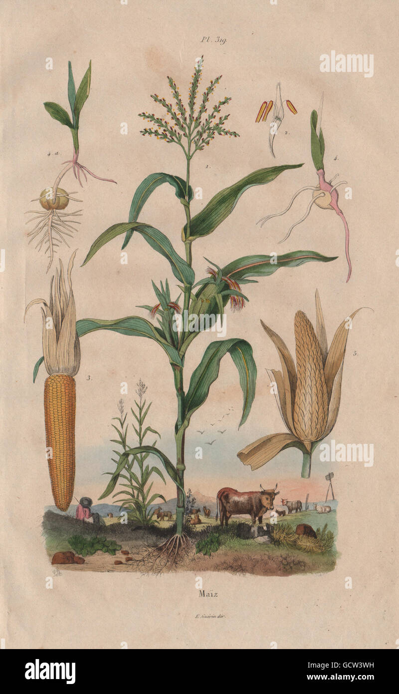 Corn Farming 19th Century High Resolution Stock Photography and Images ...