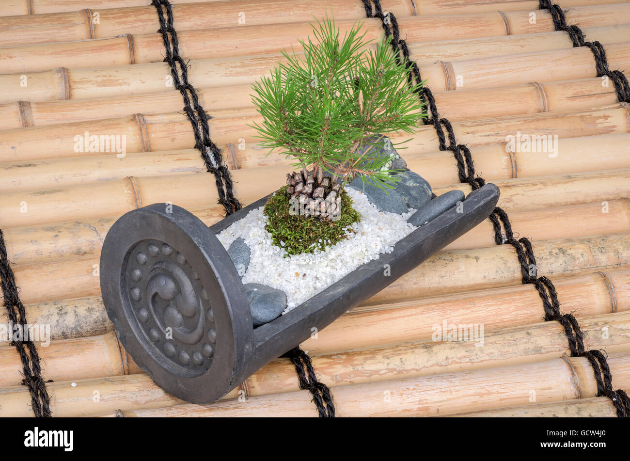 Little bonsai pine tree growing from a roof part Stock Photo - Alamy