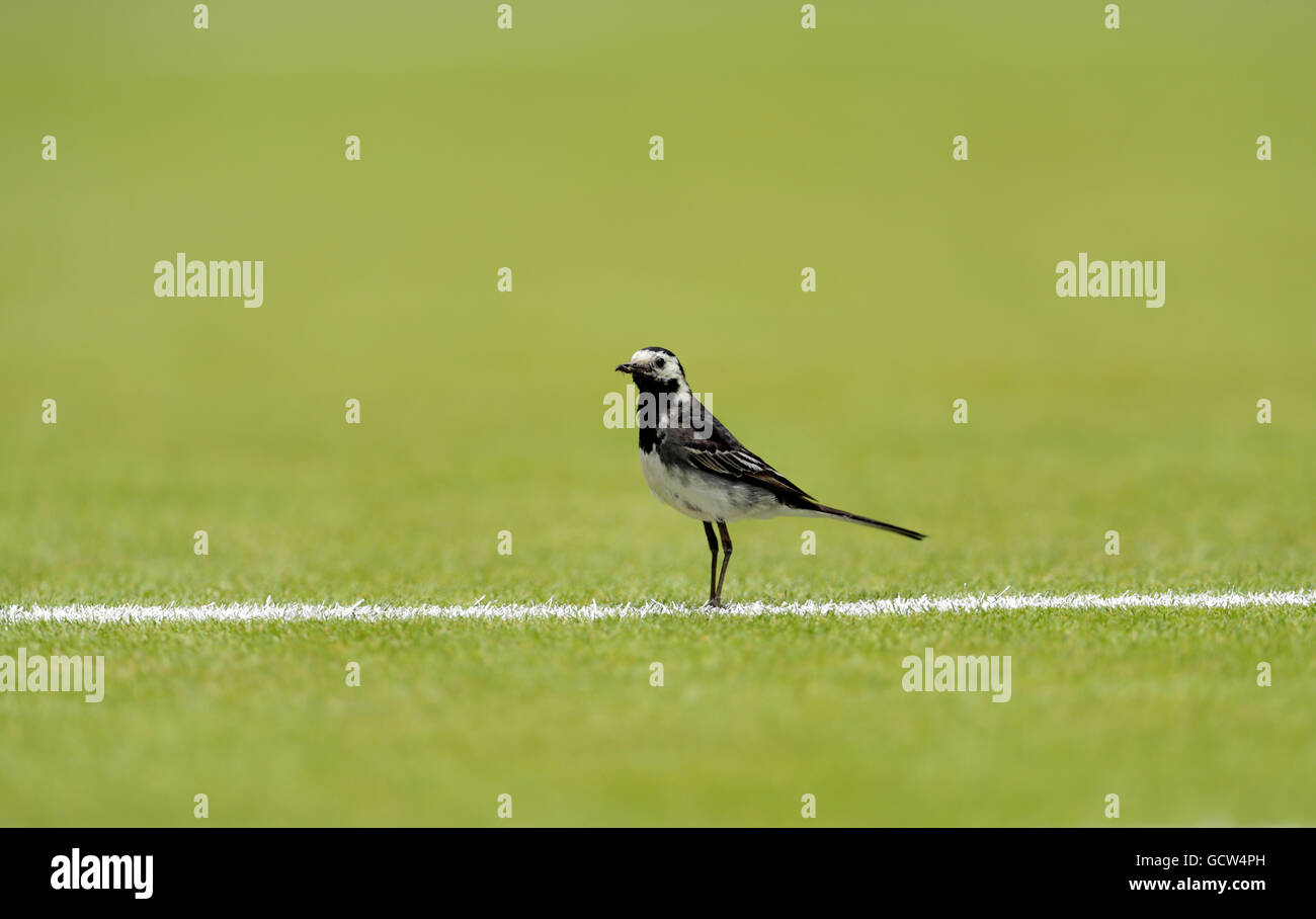 A bird is seen on centre court on day twelve of the Wimbledon ...