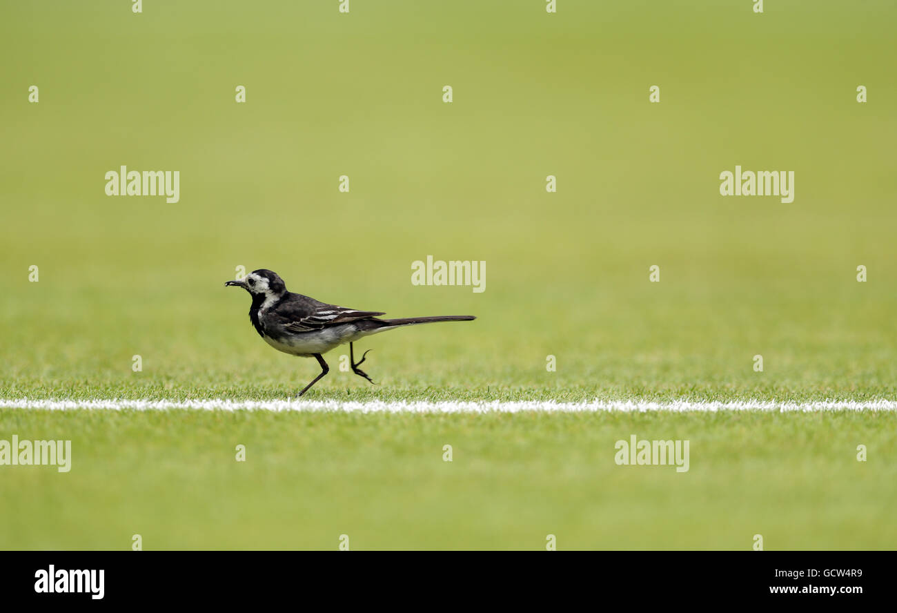 A bird is seen on centre court on day twelve of the Wimbledon ...