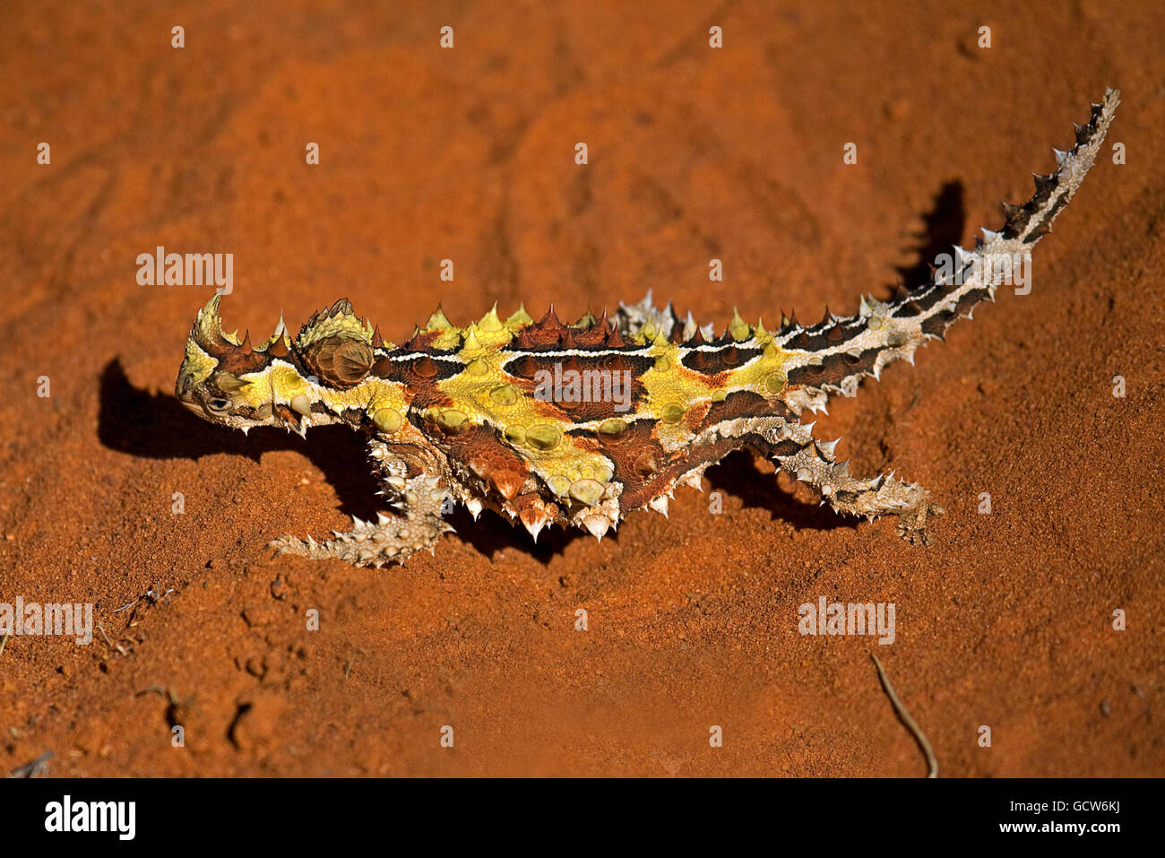 Thorny devil lizard hi-res stock photography and images - Alamy