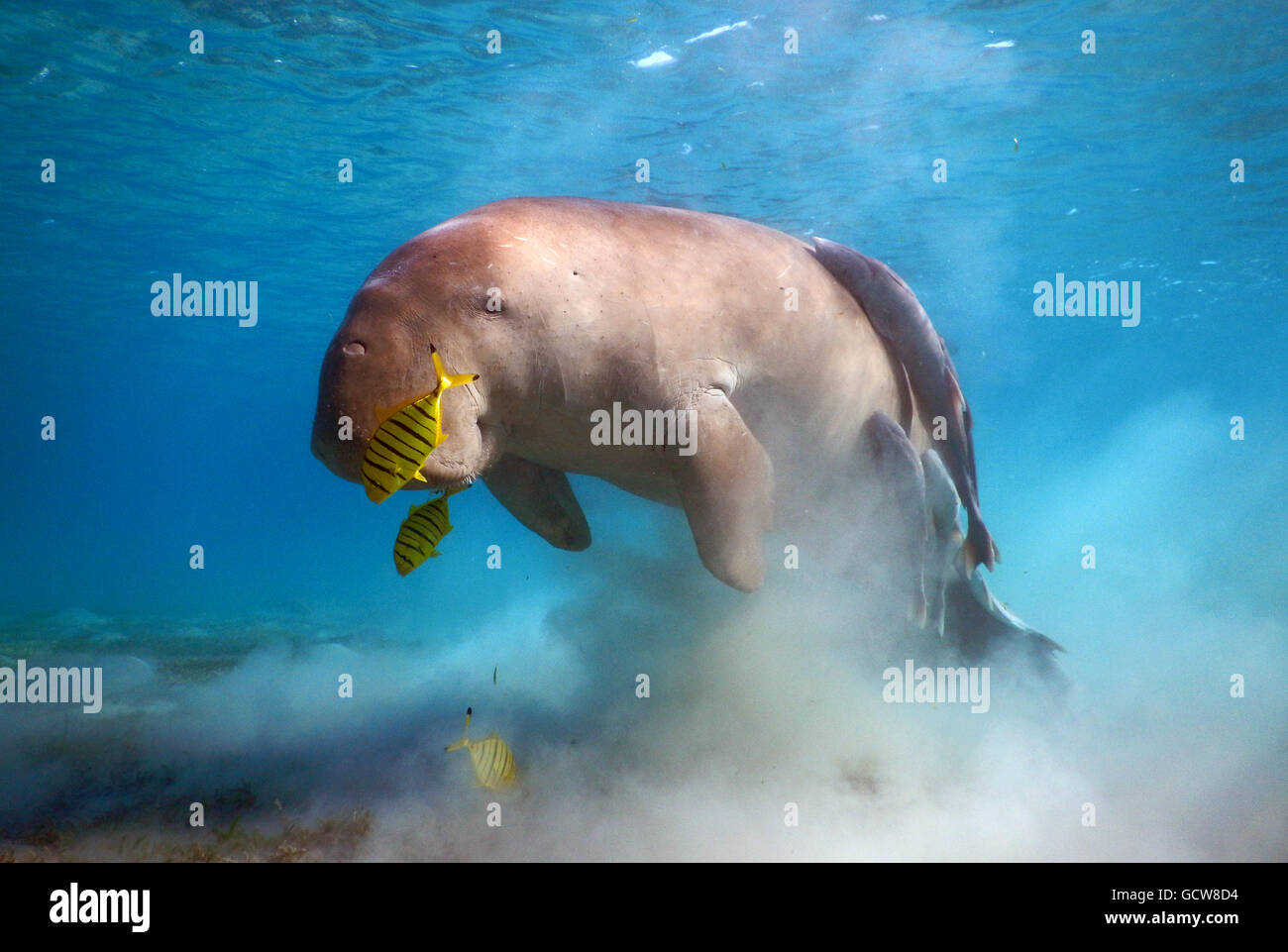 Dugong hi-res stock photography and images - Alamy